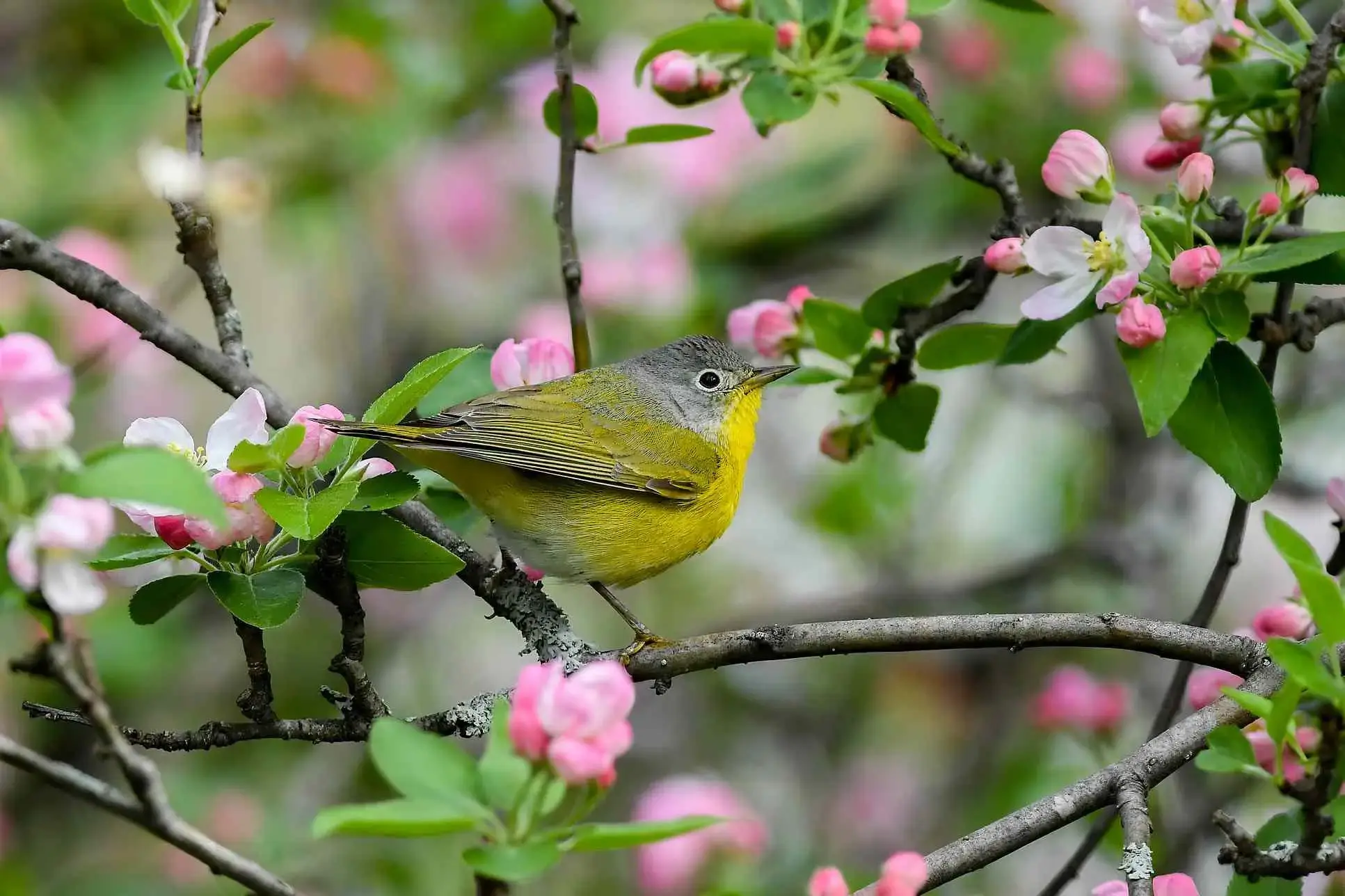 Birds ️ | @Kim2afn | Flipboard
