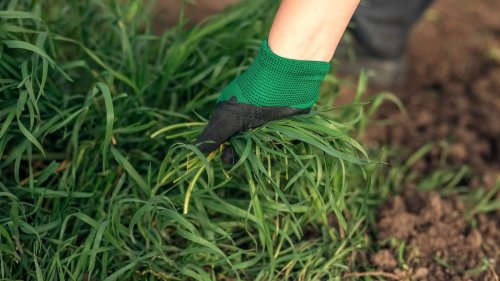 Tips and tricks for keeping weeds out of your garden | Flipboard