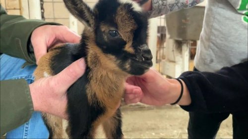 Spring has sprung and so have baby animals at Muscoot Farm! | Flipboard