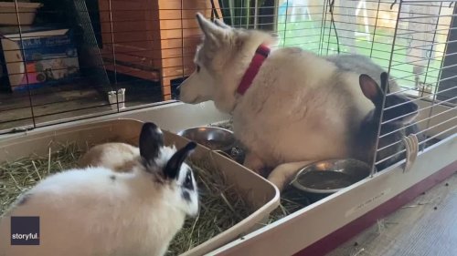 Protective Husky Watches Over Rabbits by Moving Into Cage | Flipboard