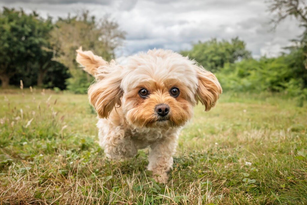 Did You Know These Adorable Little Dog Breeds Exist? | Flipboard