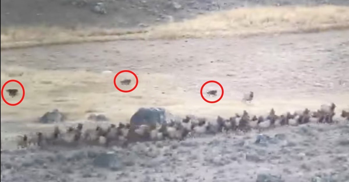 Yellowstone wolves chase down elk herd in amazing wildlife footage ...