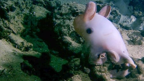 The Cutest Octopus You'll Ever See | Flipboard