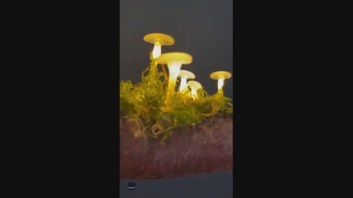 Dutch Artist Shares How to Make 'Magical' Mushroom Lights With Hot Glue ...