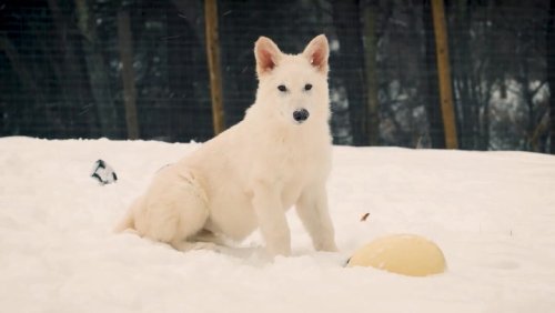 Meet the first dire wolf in 10,000 years as scientists bring species ...
