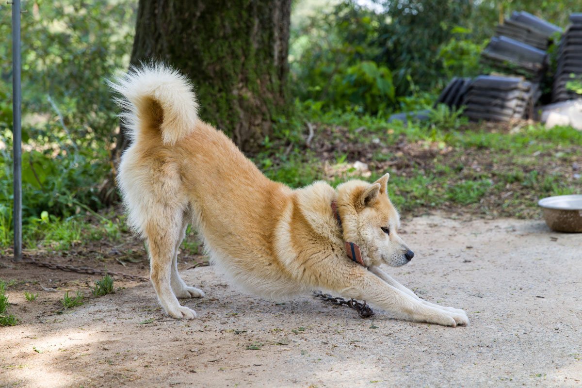 16 Odd Things Dogs Do And Why Flipboard 16-odd-things-dogs-do-and-why-flipboard