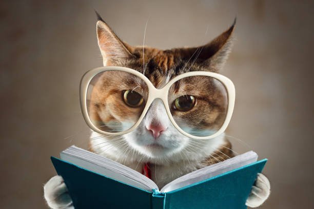 13 Smartest Cat Breeds in the World - Flipboard