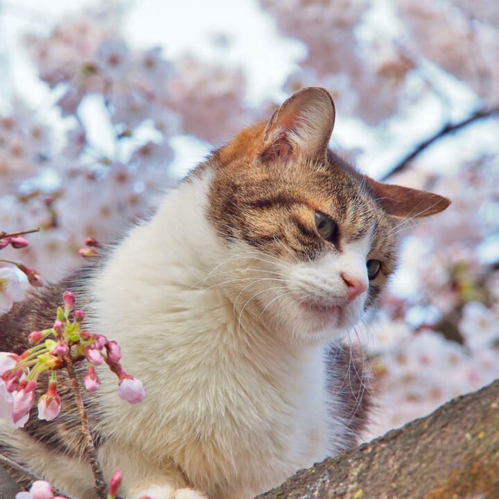 World s Cutest Cat Names You ll Adore Flipboard world-s-cutest-cat-names-you-ll-adore-flipboard
