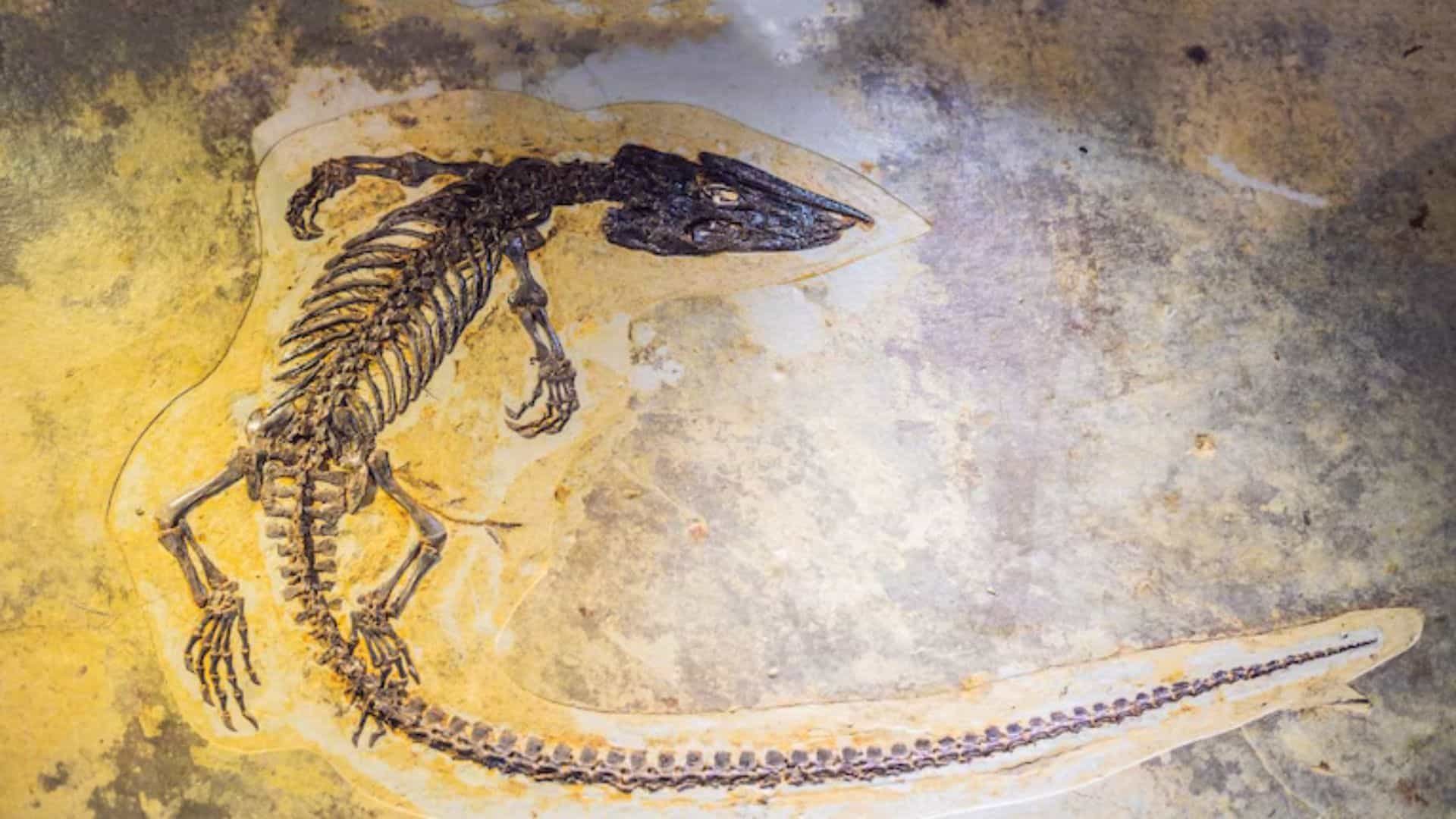 World’s Oldest Dinosaur Fossil (233-Million-Year-Old) in Brazil | Flipboard