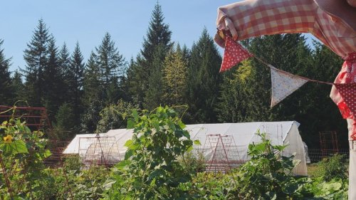 "I am a homesteader - we grow enough food for feed our family of six ...