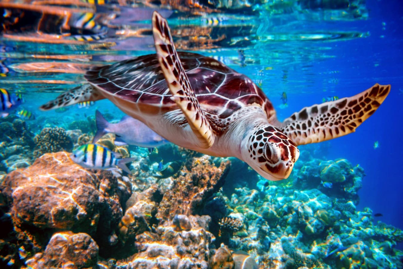 Dancing Turtles Rock: Why Turtle Survival Demands Urgent Action | Flipboard