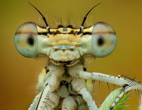 Best Close Up Photography Of The Year: Amazing Winning Photos | Flipboard