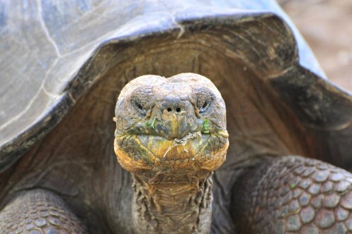 Animals Reveal Their Secrets To Cheating Death | Flipboard