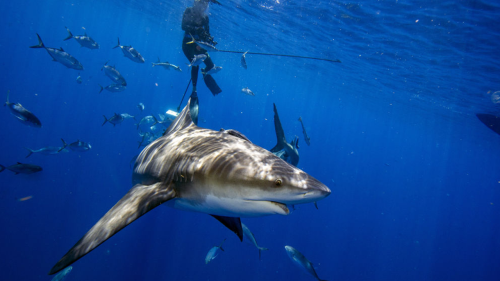 Shark bites leg off American tourist in Turks and Caicos: report ...