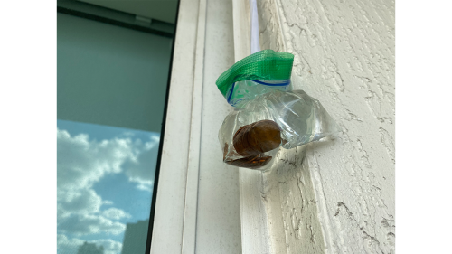 Repelling Flies With Water And Pennies Does The Trick Work Flipboard repelling-flies-with-water-and-pennies-does-the-trick-work-flipboard