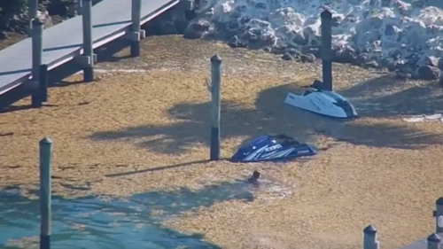 Aerial video shows smelly sargassum seaweed invading Florida beach as ... Aerial video shows smelly sargassum seaweed invading Florida beach as ...