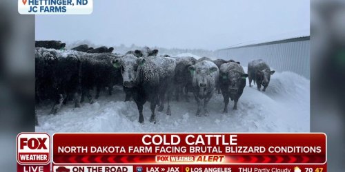 North Dakota farm working to protect cattle as they face blizzard ...