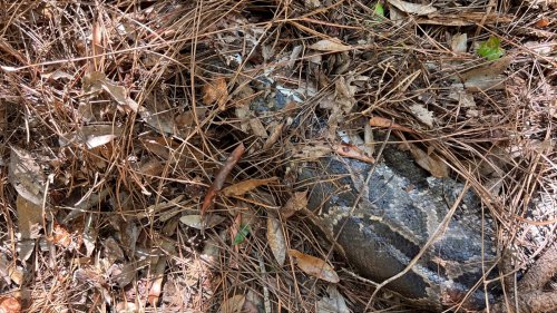 Florida bobcat bites the head off of 13-foot Burmese python in the ...