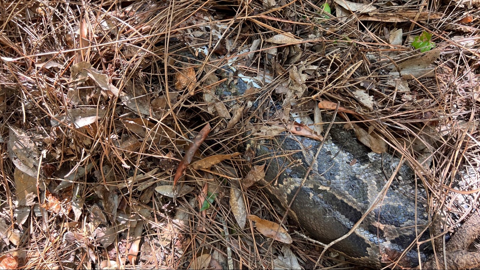 Florida bobcat bites the head off of 13-foot Burmese python in the ...