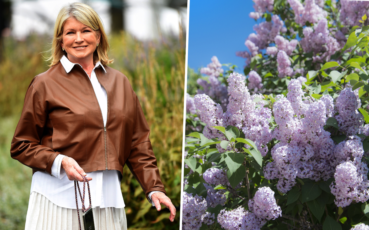 Martha Stewart's favorite tree is easy to care for, and you can plant ...