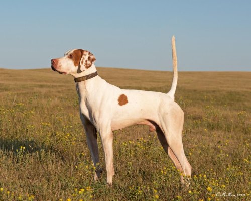 What It Takes to Be a National Champion Bird Dog | Flipboard
