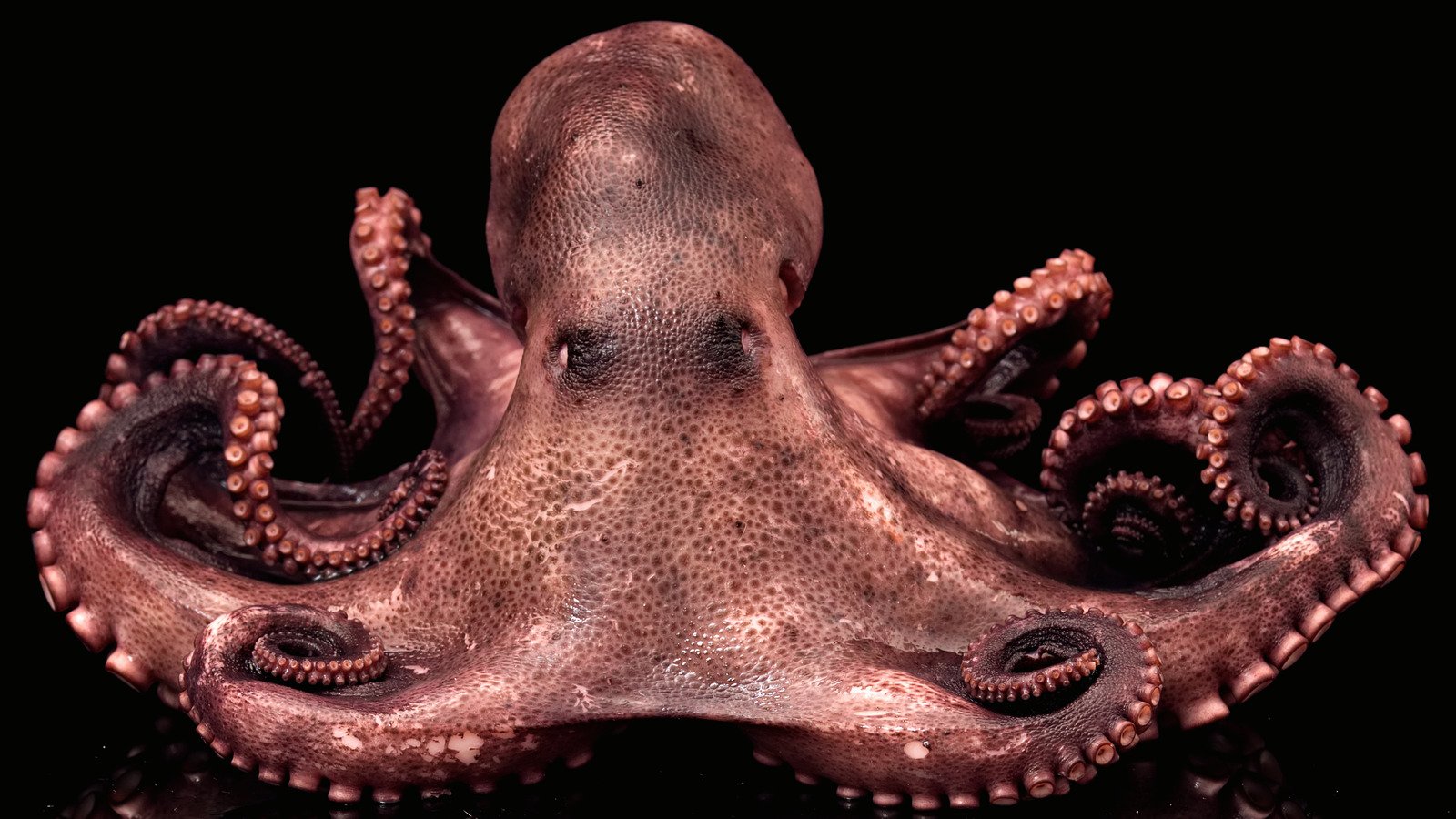 THE MURKY DETAILS OF OCTLANTIS, A CITY BUILT AND RUN BY OCTOPUSES ...