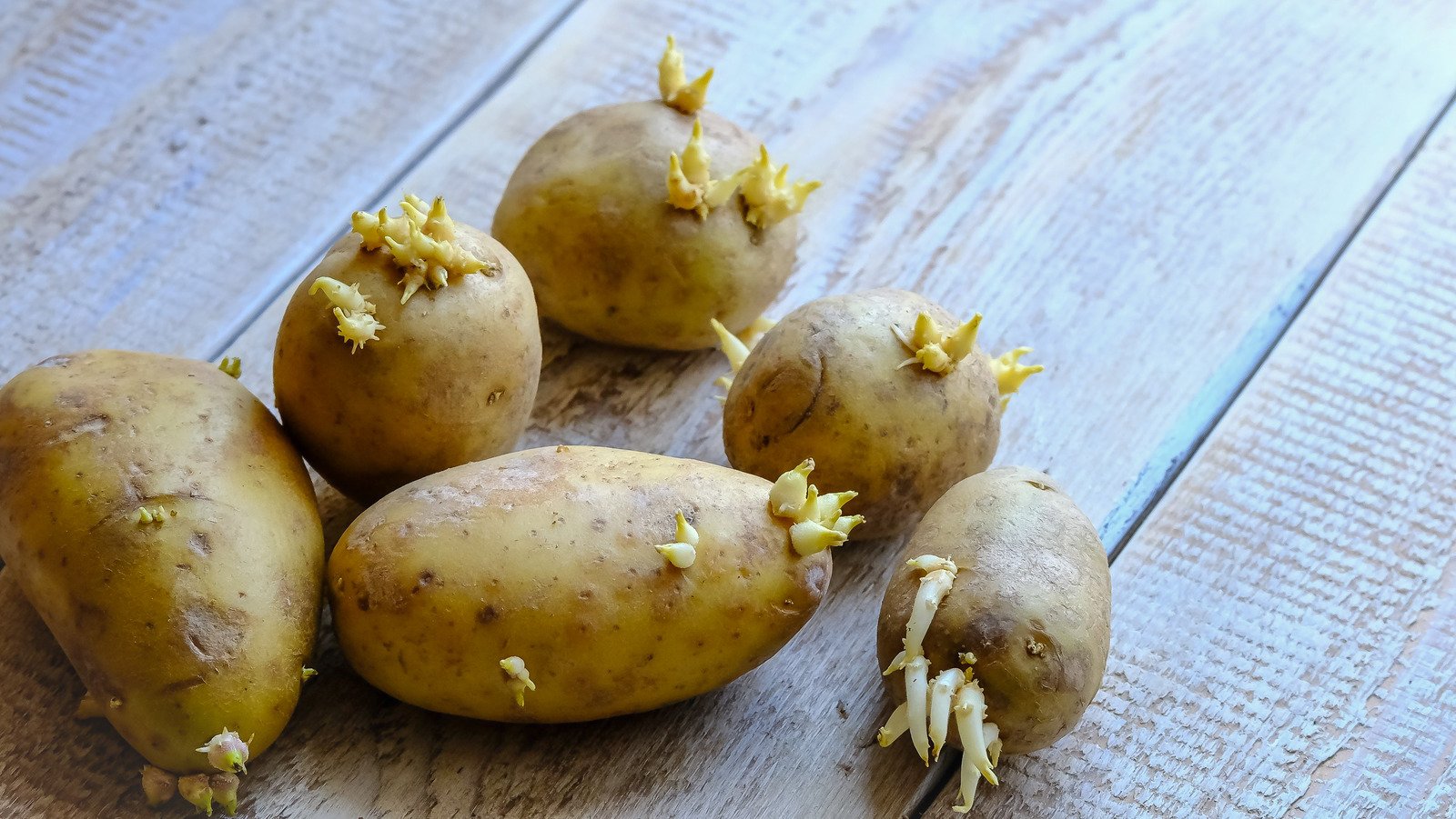 Is It Safe To Eat Sprouted Potatoes? | Flipboard