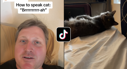‘How to speak cat’ lessons on TikTok can make you a kitty whisperer ...