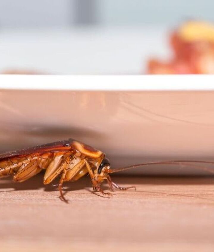 Use these tricks to get rid of pests, from roaches to spiders to ...