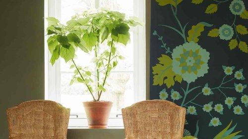 The Best Plant Identification Apps Flipboard the-best-plant-identification-apps-flipboard