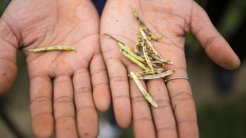5 Clever Ways To Store The Seeds You Collect From Your Garden | Flipboard 5 Clever Ways To Store The Seeds You Collect From Your Garden | Flipboard