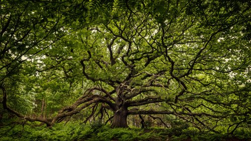This Rare Oak Tree Was Thought To Be Extinct For Over A Decade | Flipboard This Rare Oak Tree Was Thought To Be Extinct For Over A Decade | Flipboard
