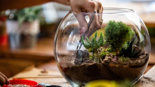 The Different Types Of Terrariums (And Which Is Right For You) | Flipboard