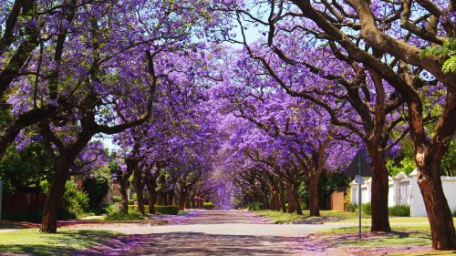 15 Trees That Bloom With Gorgeous Purple Flowers - House Digest | Flipboard