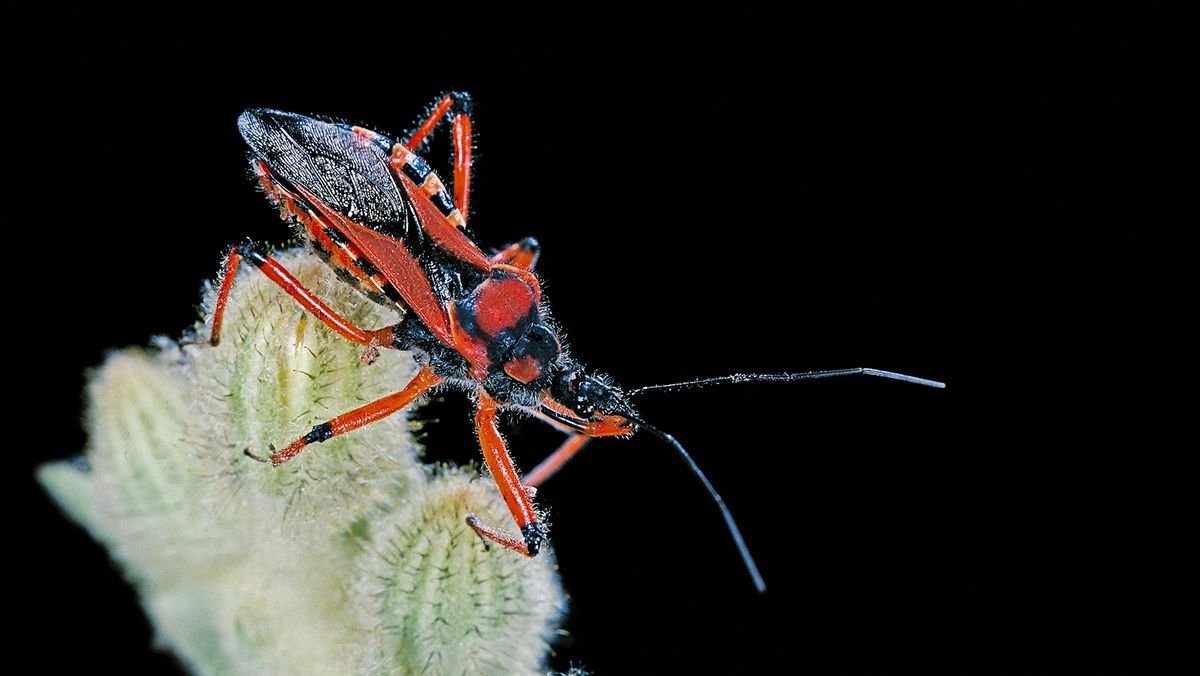 The Assassin Bug Liquefies Its Victims' Organs Before Feasting | Flipboard