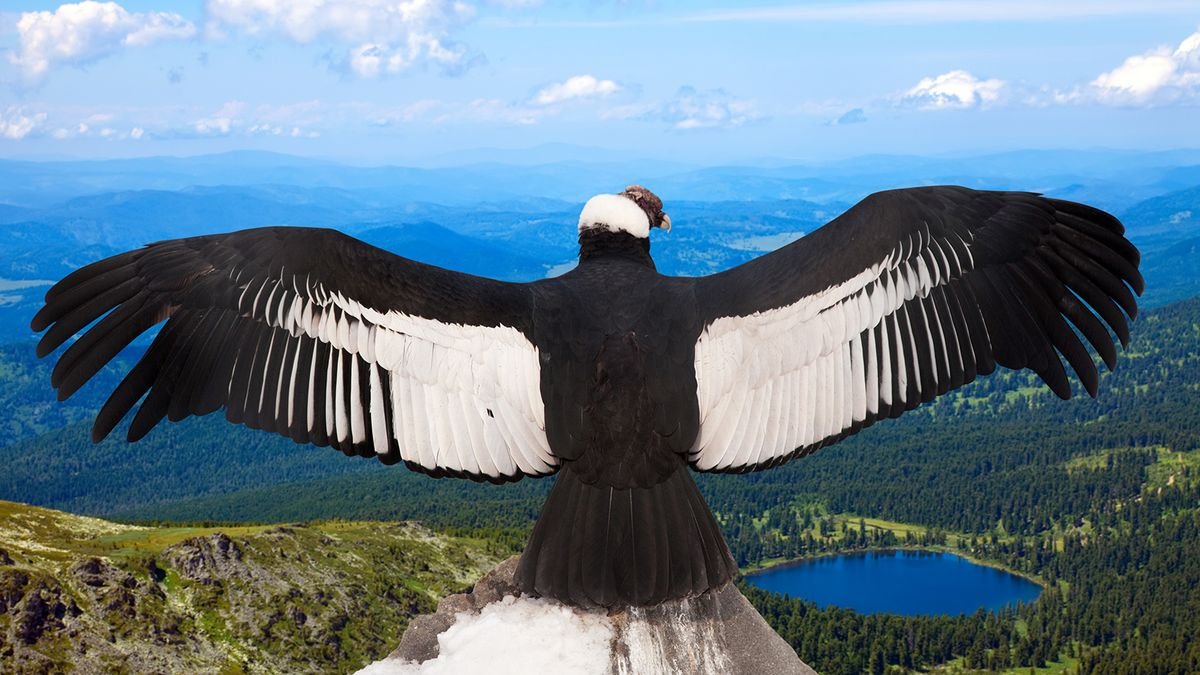 The Largest Bird Of Prey Tallest Heaviest And Widest Wingspan Flipboard The Largest Bird Of Prey Tallest Heaviest And Widest Wingspan Flipboard