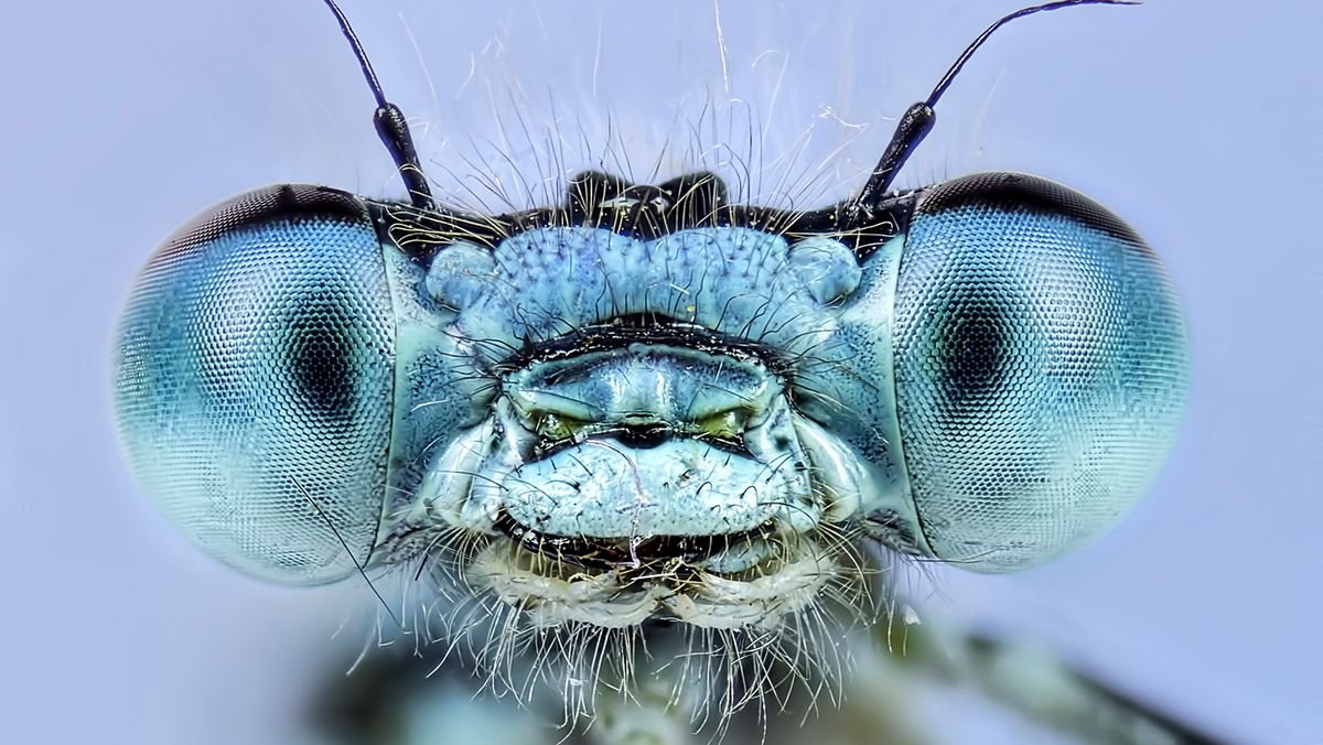 The Largest Insect in the World Is the Size of a Sparrow | Flipboard