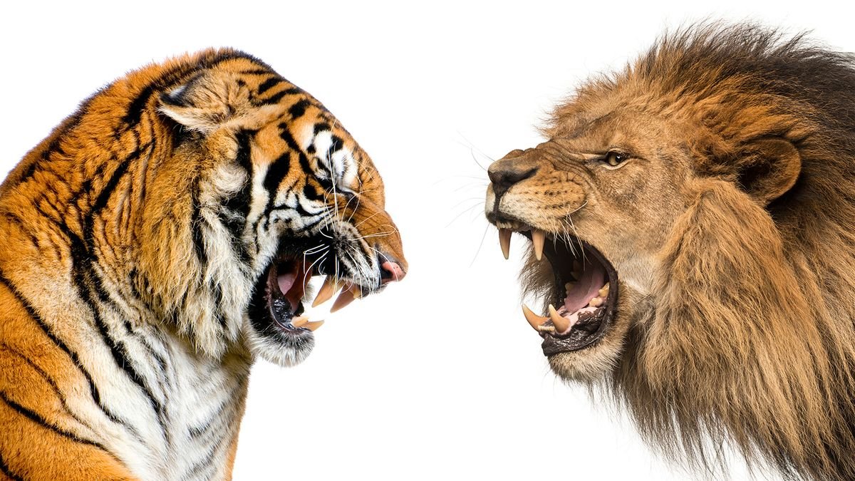 Tiger vs. Lion Comparisons in Size, Strength and Habitat | Flipboard