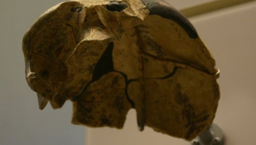 This 300,000-Year-Old Skull Doesn’t Match With Any Human Species ...