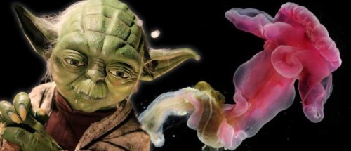 There’s always a bigger fish: Animals named after Star Wars creatures ...