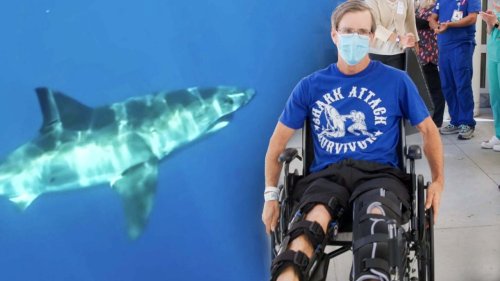 Man Says Great White Shark ‘Spit Me Out’ After Biting Leg in Half ...