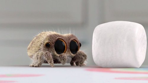 Lucas the Spider and Best Friend Findley the Fly Jump Around the House ...