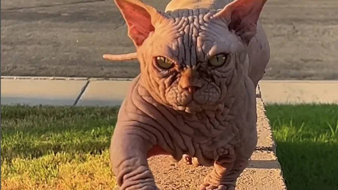 Animal experts issue warning over rise of 'XL Bully' cats | Flipboard