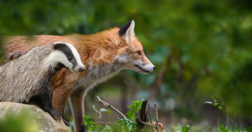 Watch fox, badger and hedgehog clash over food scraps in garden | Flipboard