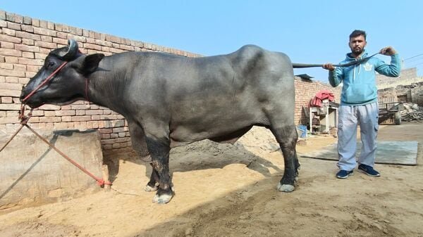 Meet Anmol, the bull whose one climax is worth ₹50,000 | Flipboard