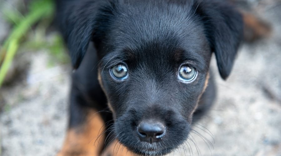 Beautiful Black Dog Breeds | Flipboard
