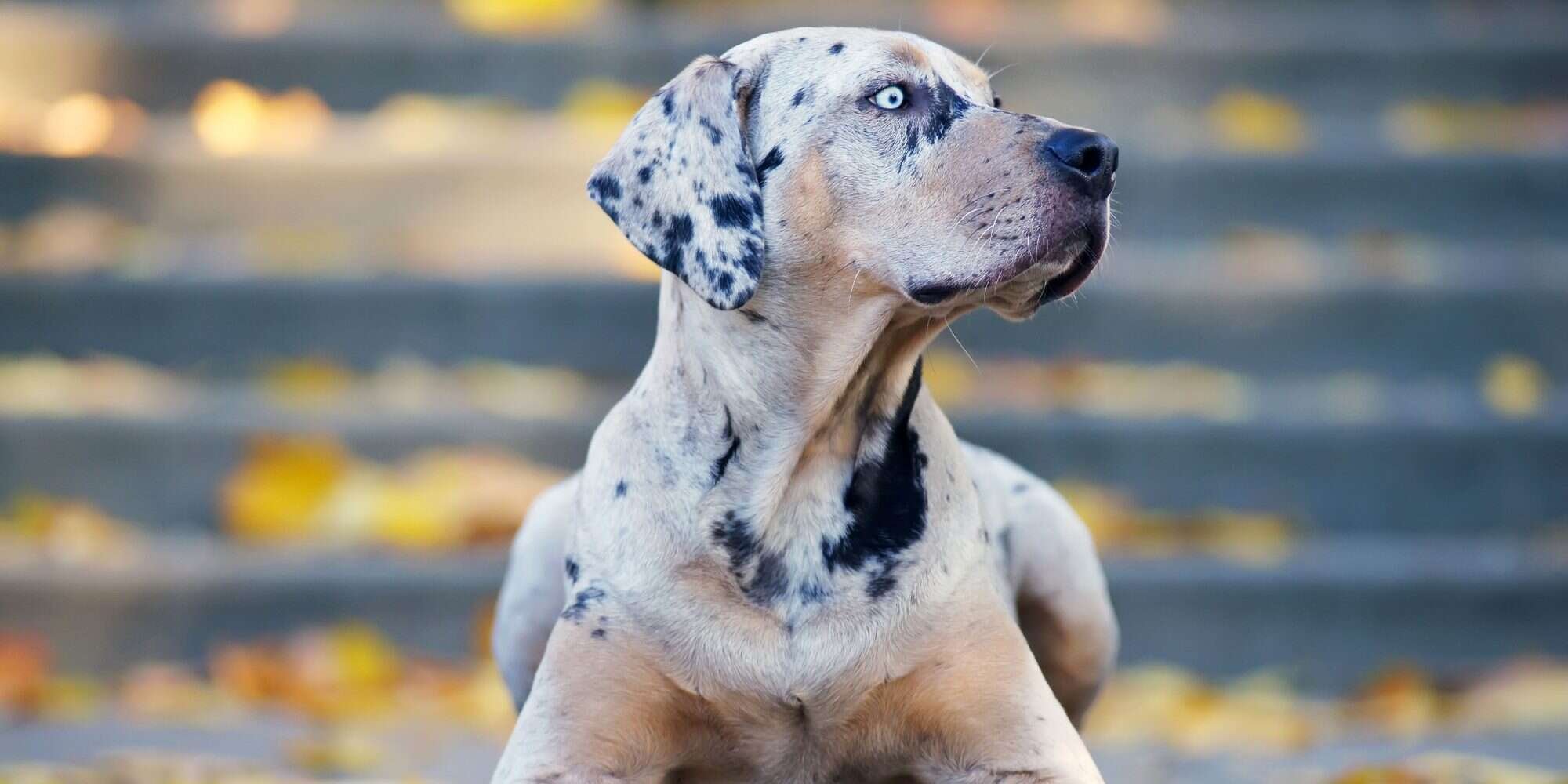 16 Cool Dog Breeds With Style and Smarts That Make Impressive Pets ...