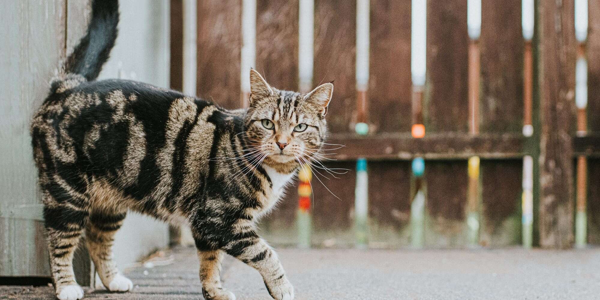 5 Types of Tabby Cats and the Breeds That Flaunt Those Striking ...