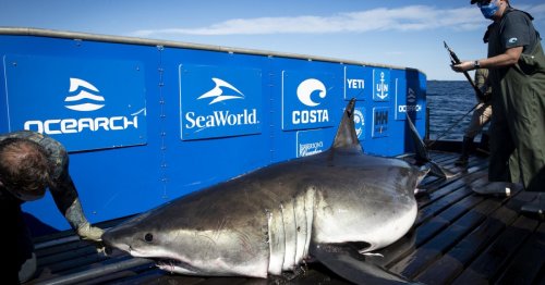 13-foot great white shark uses GPS tracking to draw epic ‘self-portrait ...