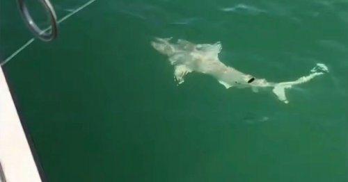 Brutal Moment Gigantic Sea Monster Swallows Shark In One Huge Gulp As